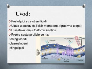 Fosfolipidi | PPTX