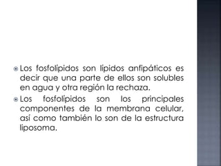 Fosfolípidos bioquimica | PPTX