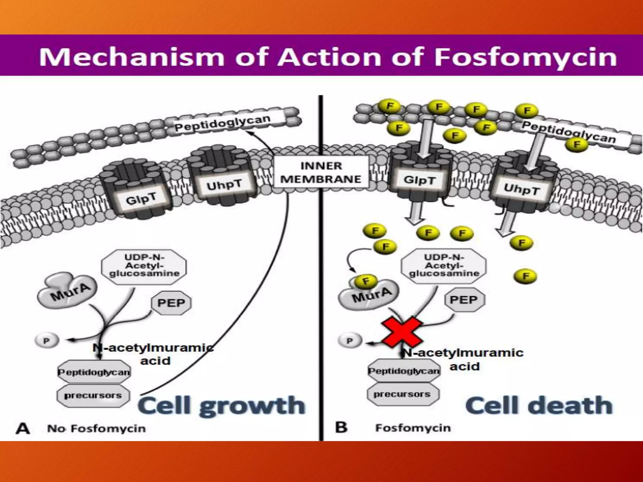 Fosfomycin injection | PPTX | Infectious Diseases | Diseases and Conditions