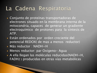 FosforilacióN Oxidativa Final | PPTX