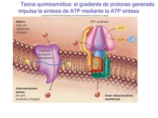 fosforilación oxidativa resumen con dibujos.docx