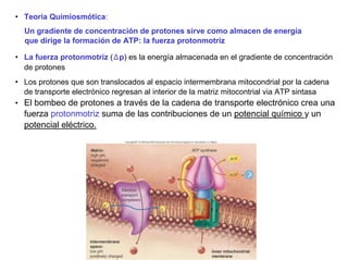 fosforilación oxidativa resumen con dibujos.docx