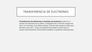 Fosforilacion Oxidativa - Armando Rojas.pptx