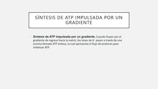 Fosforilacion Oxidativa - Armando Rojas.pptx