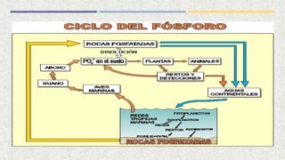Ciclo Del Fosforo