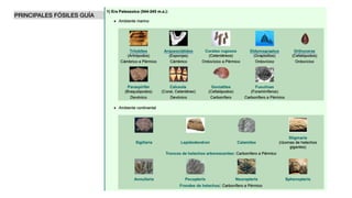 Fosiles guia | PDF