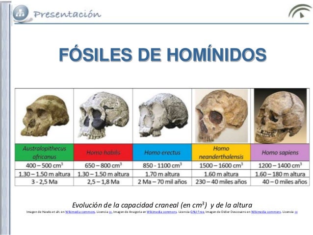 Fosiles Hominidos