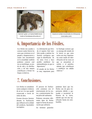 Fosiles sin logo | PDF