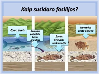 fosilijos.pptx