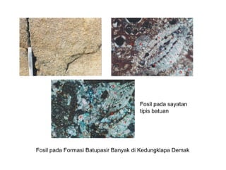 Fosil mengajar | PPT