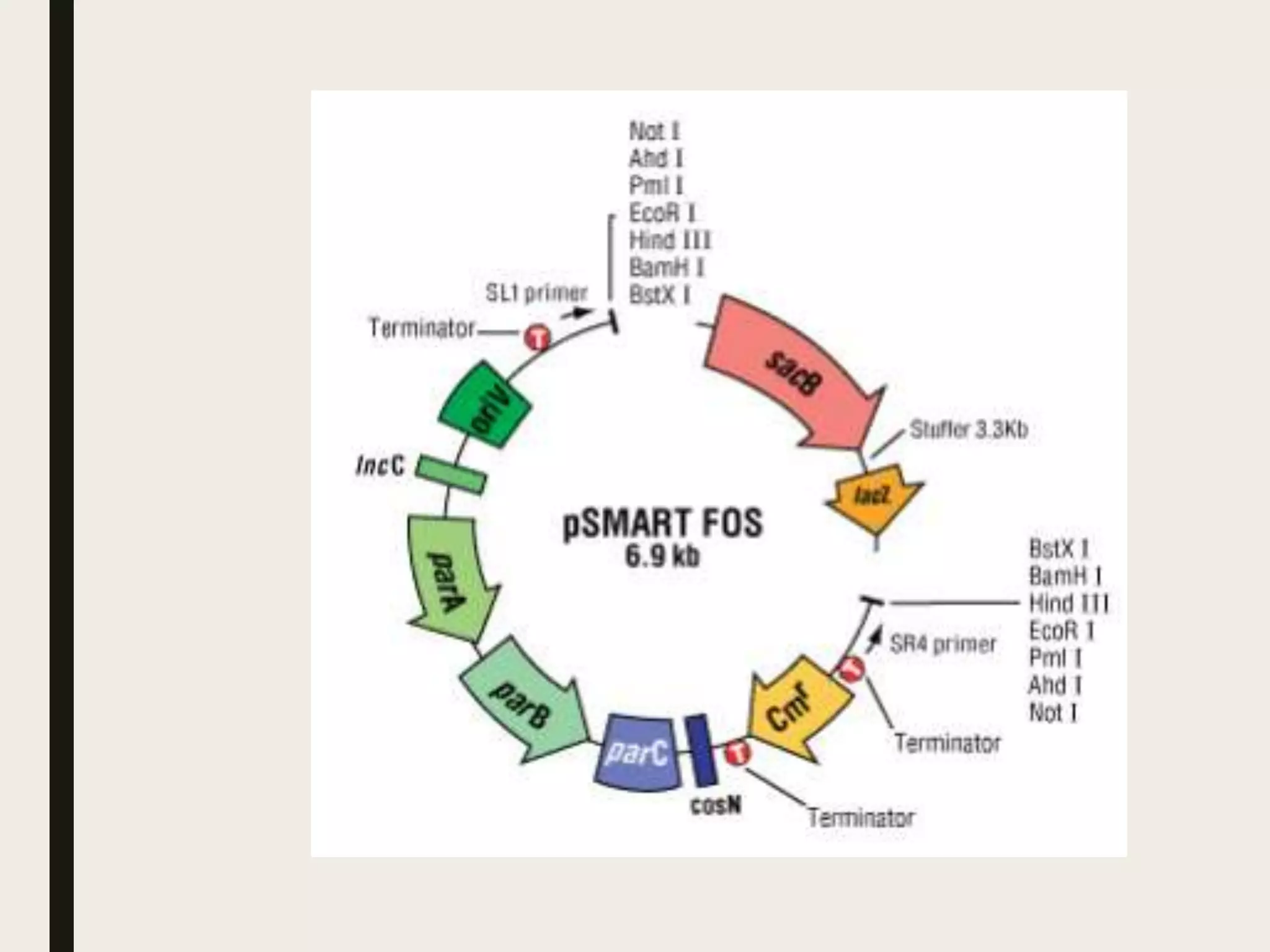 FOSMIDS AS CLONING VECTORS | PPTX
