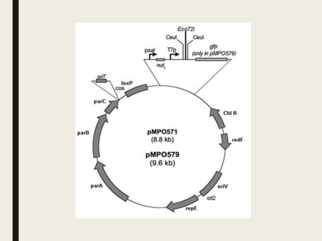FOSMIDS AS CLONING VECTORS | PPTX | Genetics | Science
