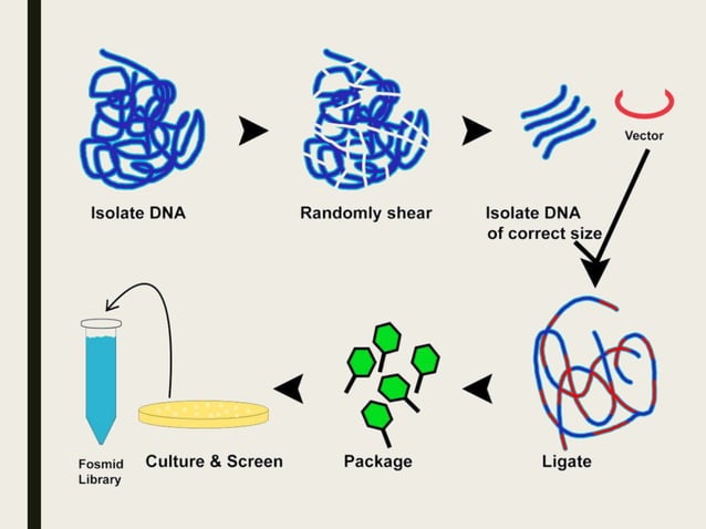 FOSMIDS AS CLONING VECTORS | PPTX | Genetics | Science