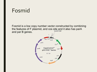 FOSMIDS AS CLONING VECTORS | PPT