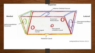 Fossa anatomy all foss a cranial fosaa.pptx