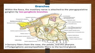 Fossa anatomy all foss a cranial fosaa.pptx