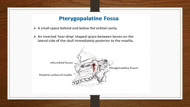 Fossa anatomy all foss a cranial fosaa.pptx