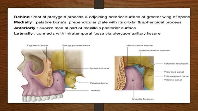 Fossa anatomy all foss a cranial fosaa.pptx