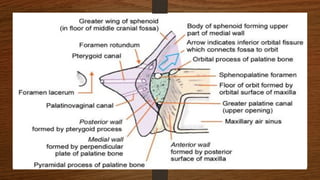Fossa anatomy all foss a cranial fosaa.pptx