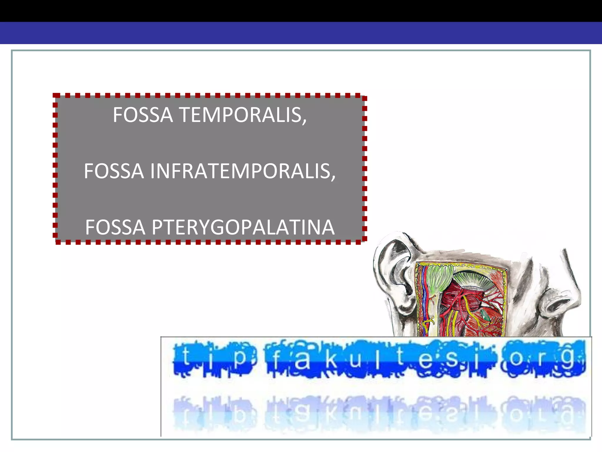 Fossa temporalis, fossa infratemporalis, fossa pterygopalatina(fazlası ...