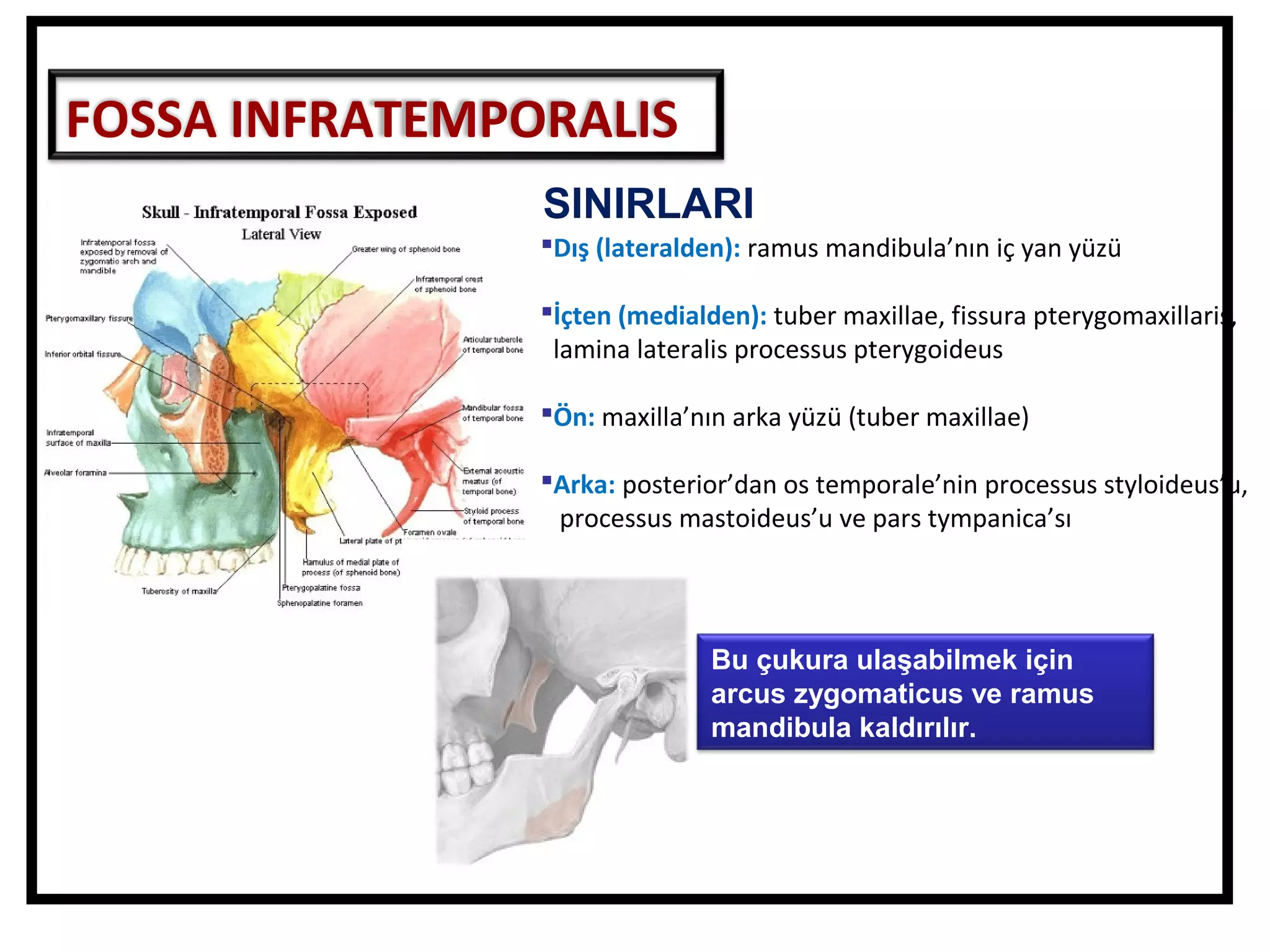 Fossa temporalis, fossa infratemporalis, fossa pterygopalatina(fazlası ...