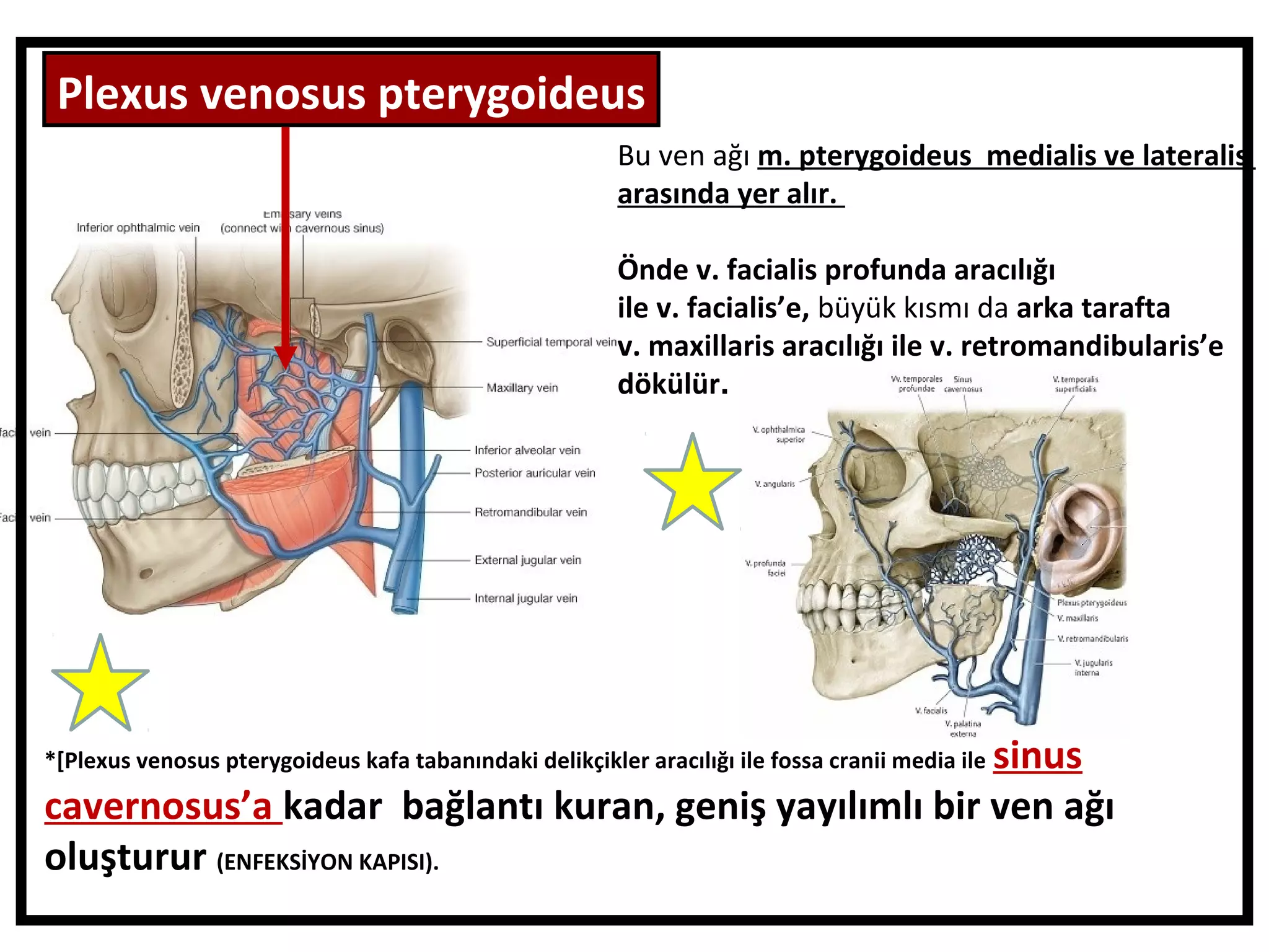 Fossa temporalis, fossa infratemporalis, fossa pterygopalatina(fazlası ...
