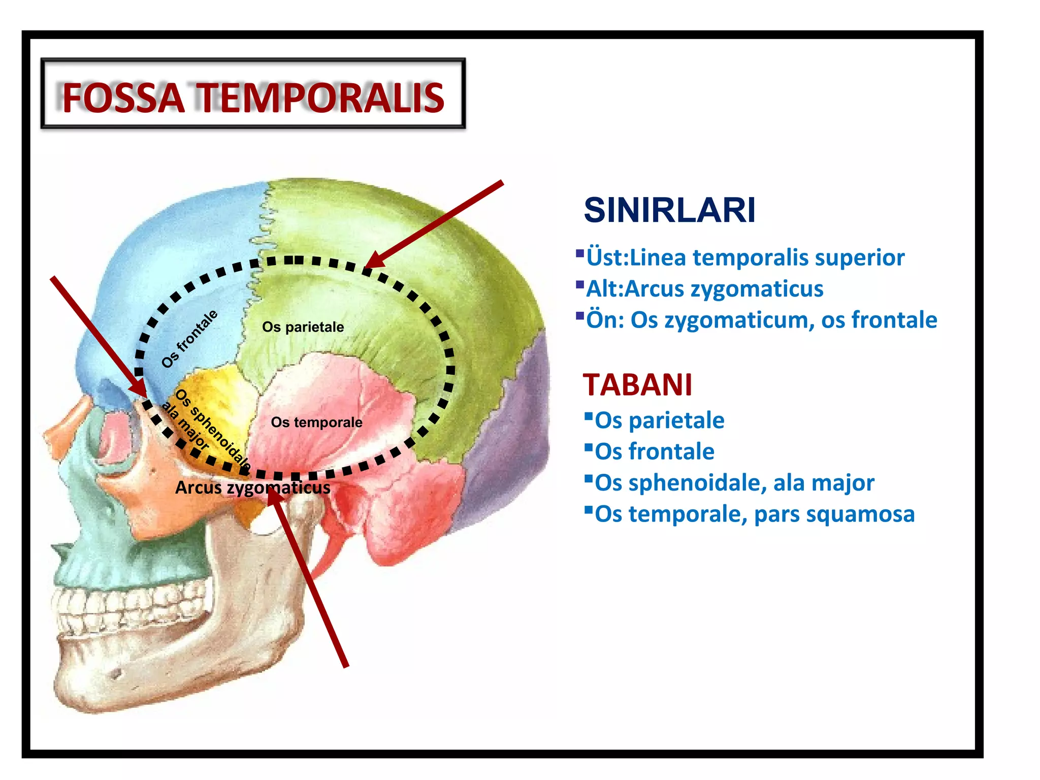 Fossa temporalis, fossa infratemporalis, fossa pterygopalatina(fazlas…