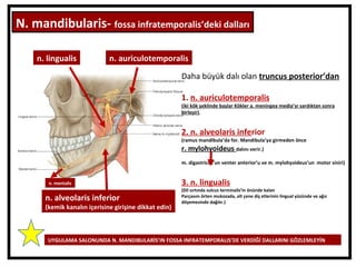 Fossa temporalis, fossa infratemporalis, fossa pterygopalatina(fazlası ...