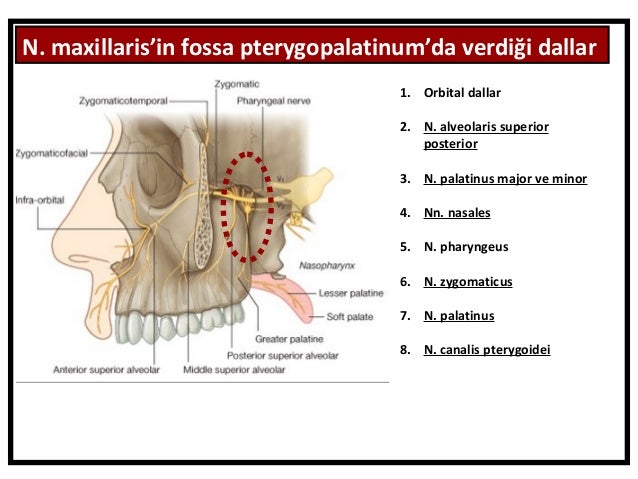 yildontanju - Fossa pterygopalatina