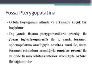 Fossa temporali̇s, i̇nfratemporali̇ ve pterygopalati̇na | PPTX