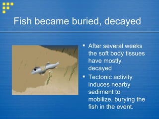 Fossil | PPT | Geology | Science