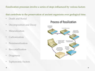 Fossil | PPT