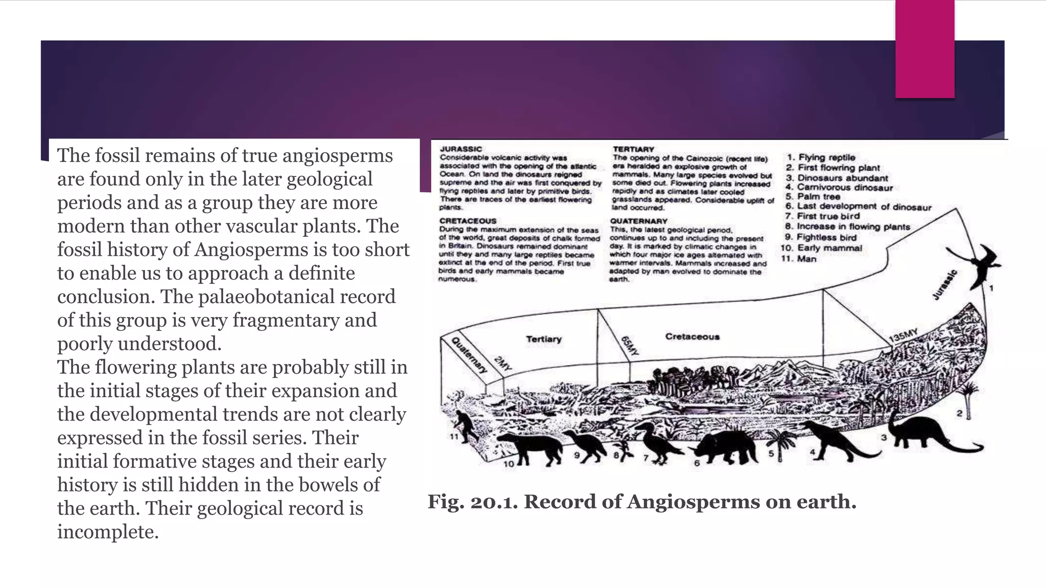 fossil angioosperms.pptx