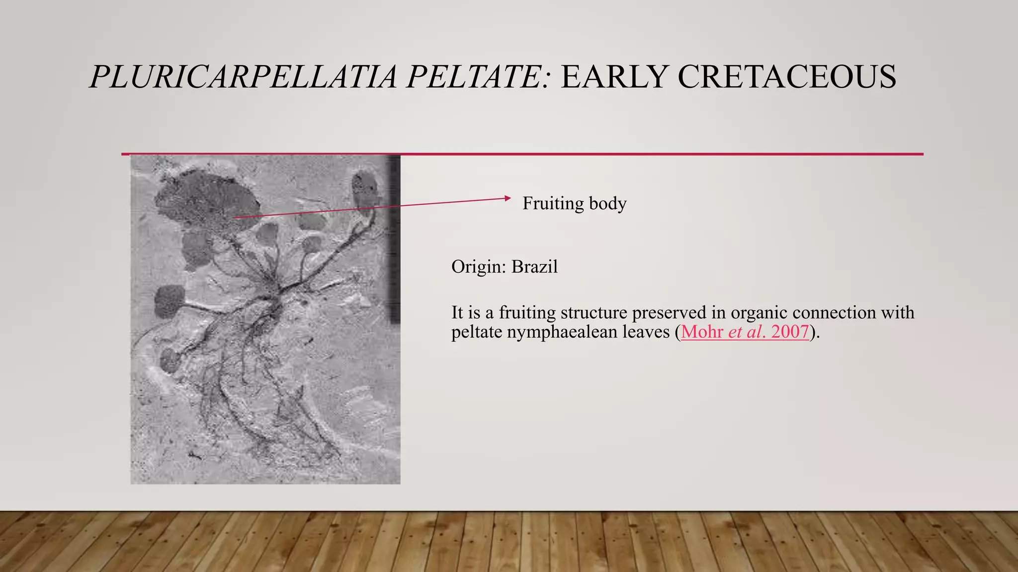 Fossil angiosperms | PPTX