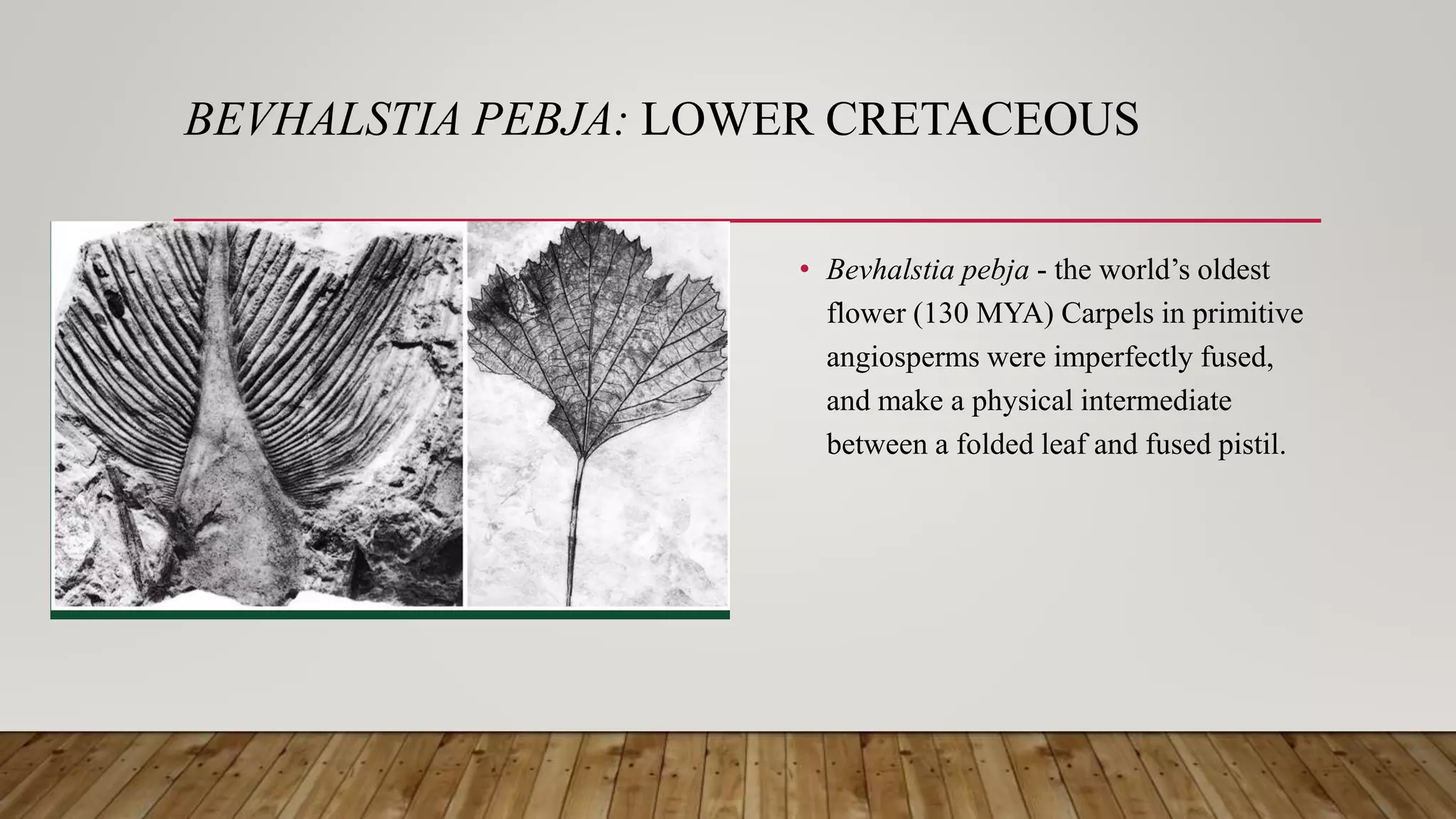 Fossil angiosperms | PPTX