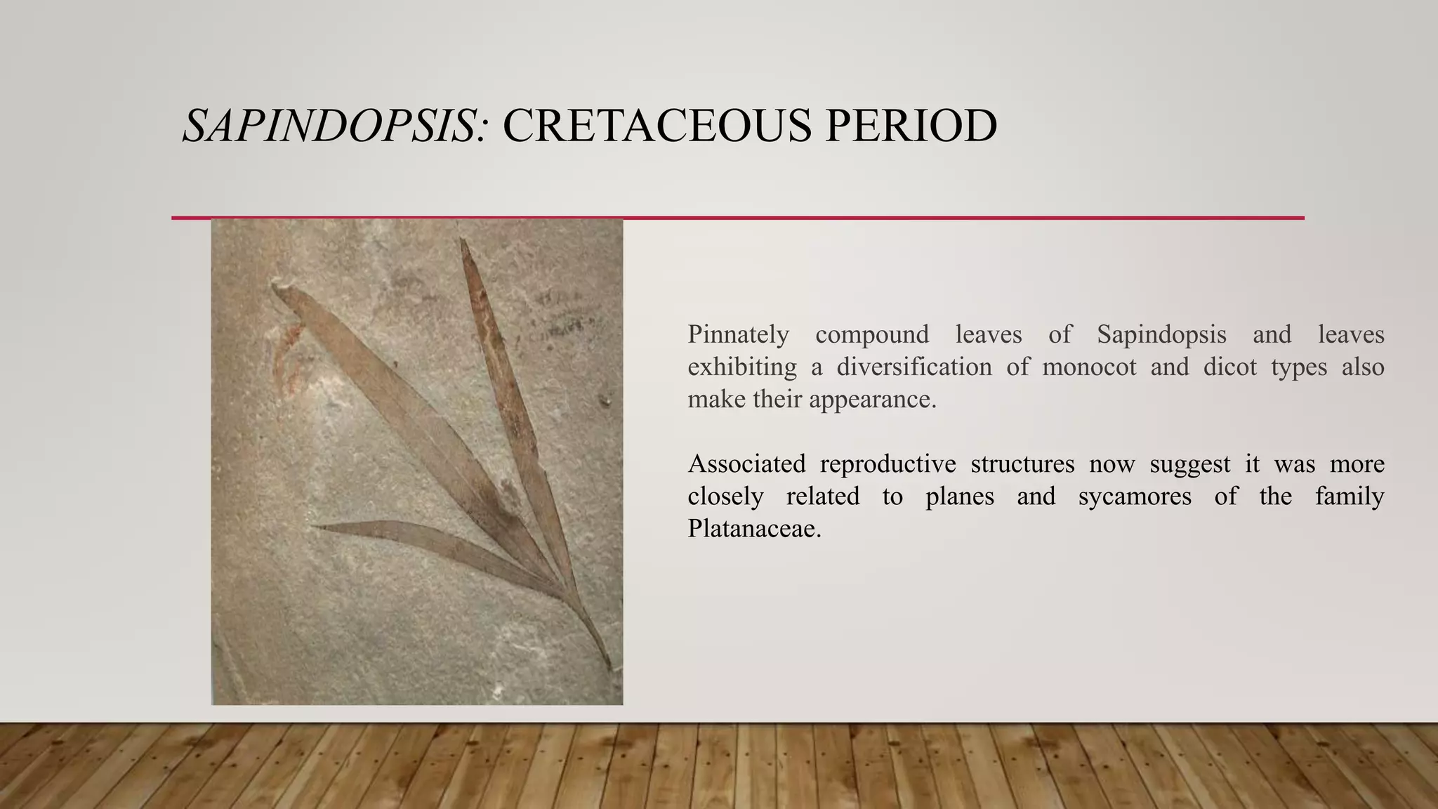 Fossil angiosperms | PPTX