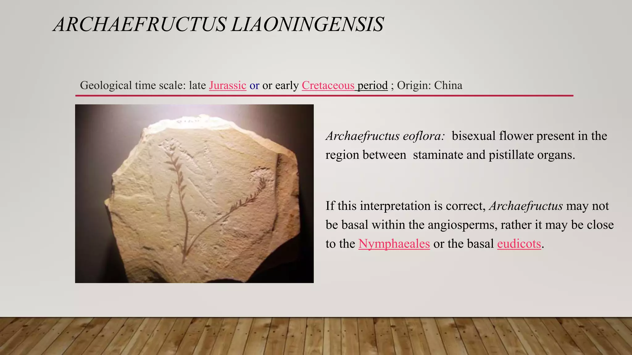 Fossil angiosperms | PPTX