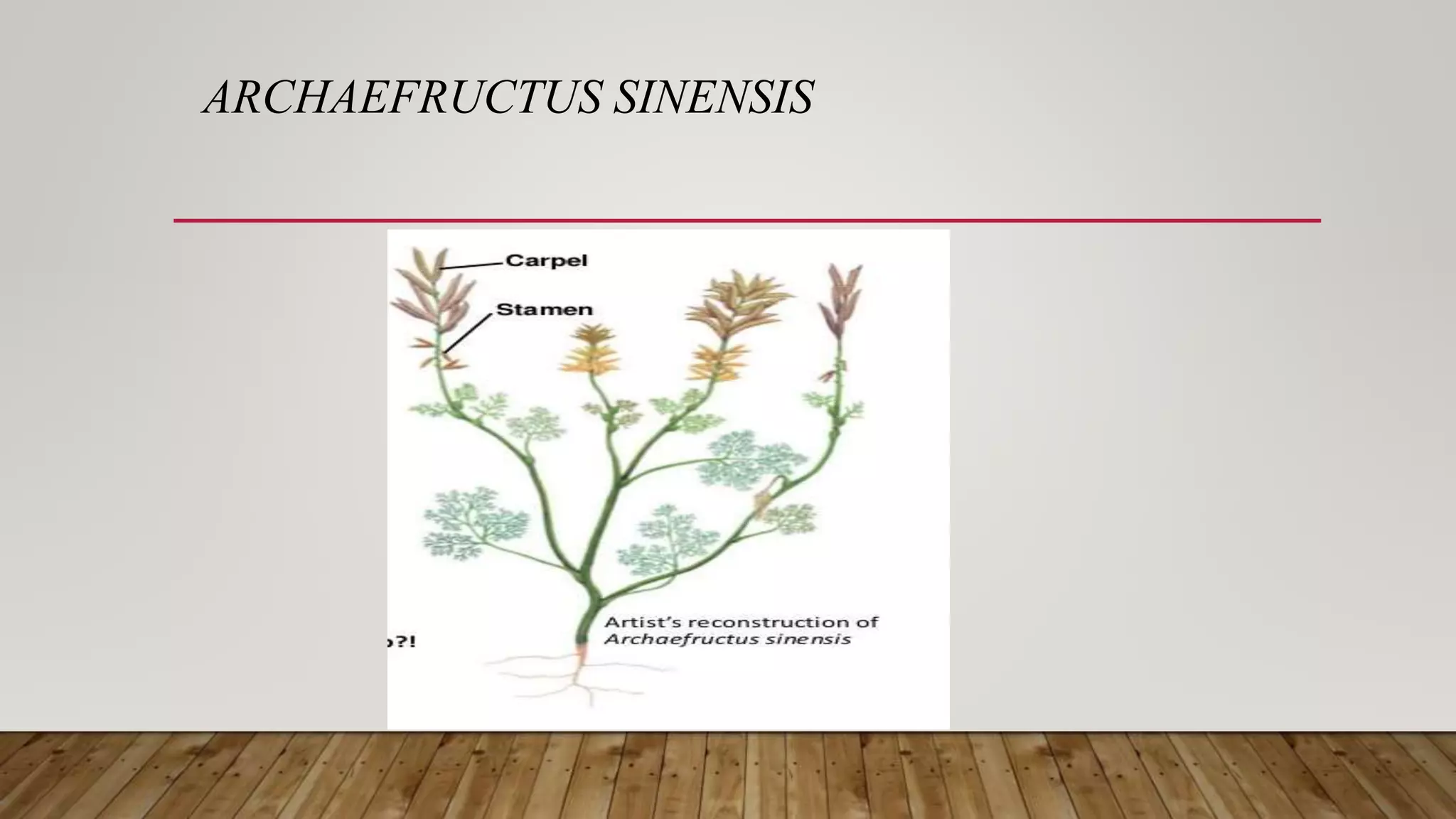 Fossil angiosperms | PPTX
