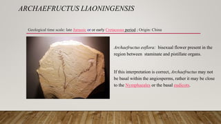 Fossil angiosperms | PPTX