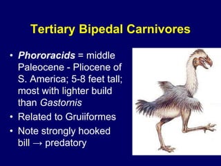 Fossil birds lecture in paleontology | PPT