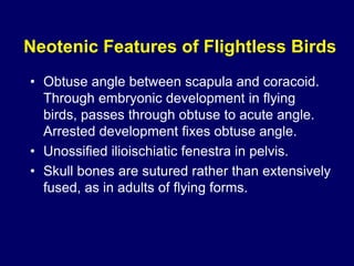 Fossil birds lecture in paleontology | PPT