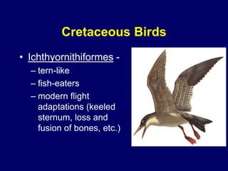 Fossil birds lecture in paleontology | PPT