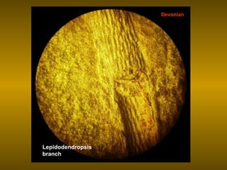 Devonian Lepidodendropsis from Donbass | PPT