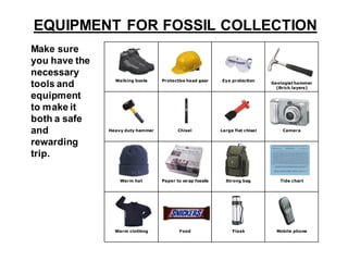 fossil collection.Pdf msc zoology 8th smster | PDF
