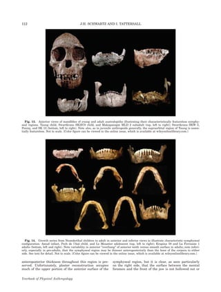 Fossil_Evidence_for_the_Origin_of_Homo_s.pdf