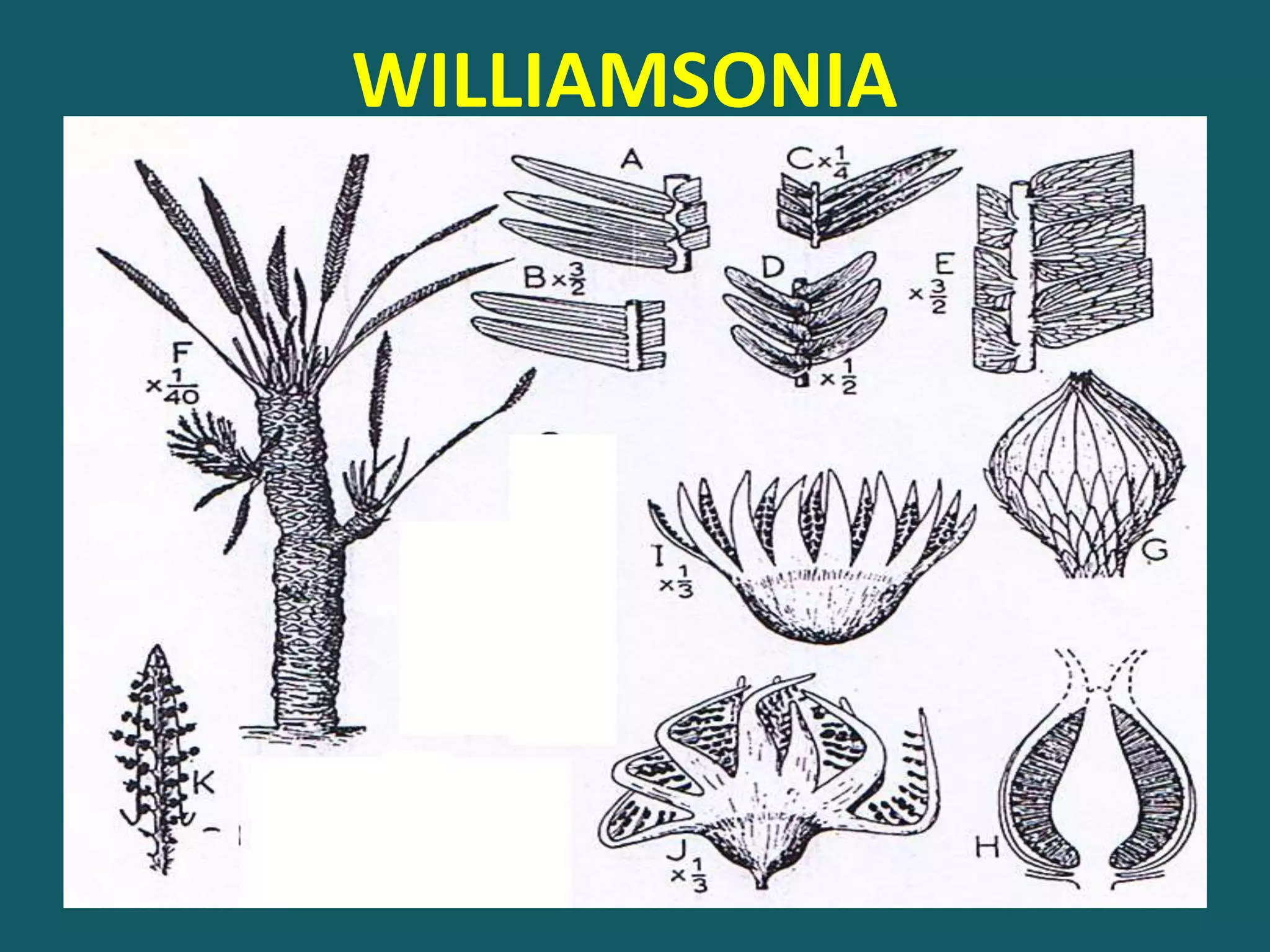 Fossil gymnosperms | PPTX