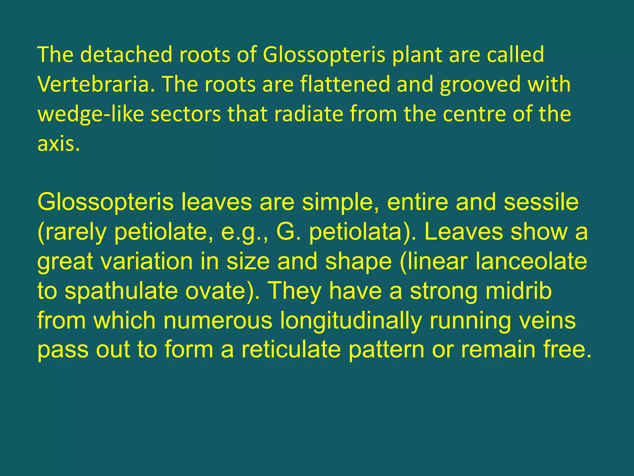 Fossil gymnosperms | PPTX