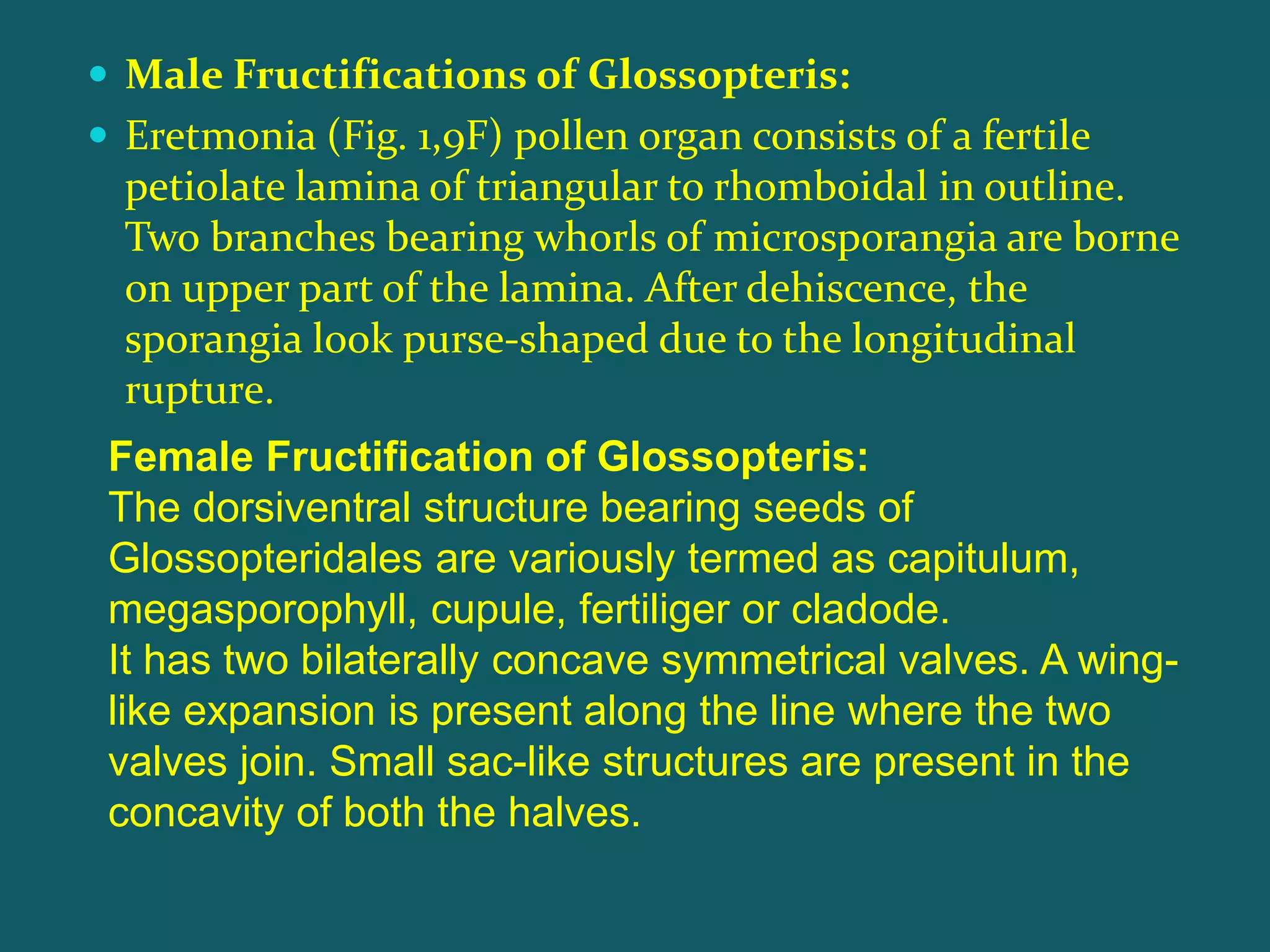 Fossil gymnosperms | PPTX