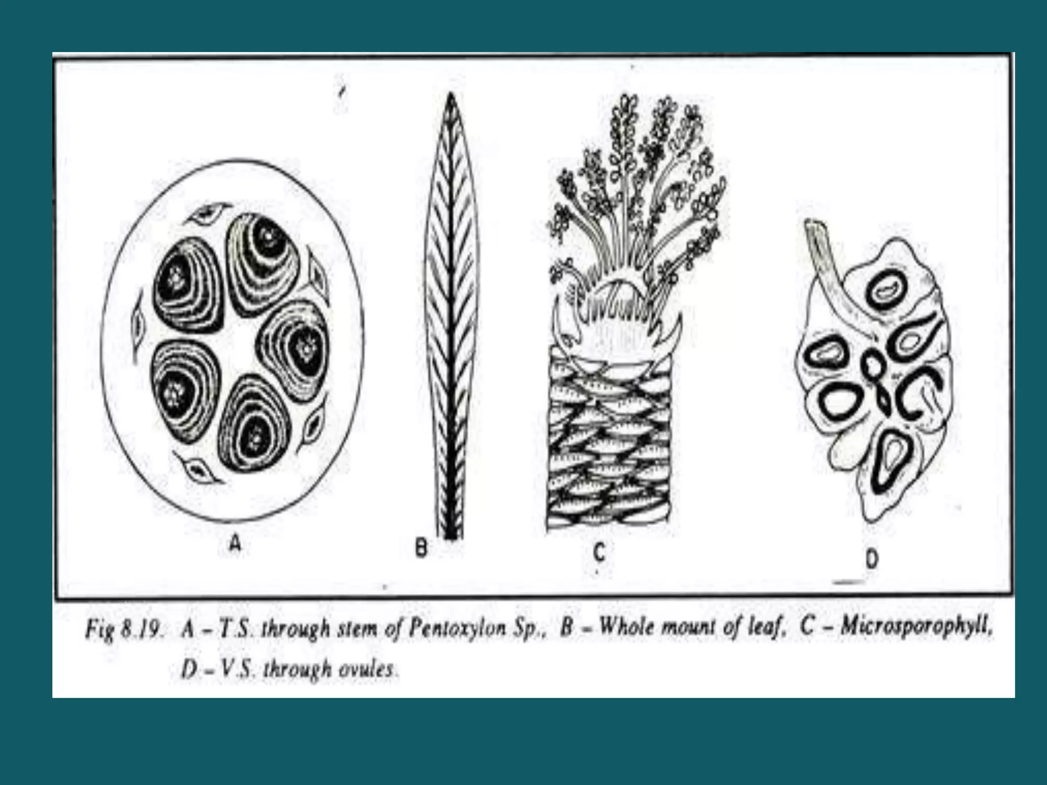 Fossil gymnosperms | PPTX