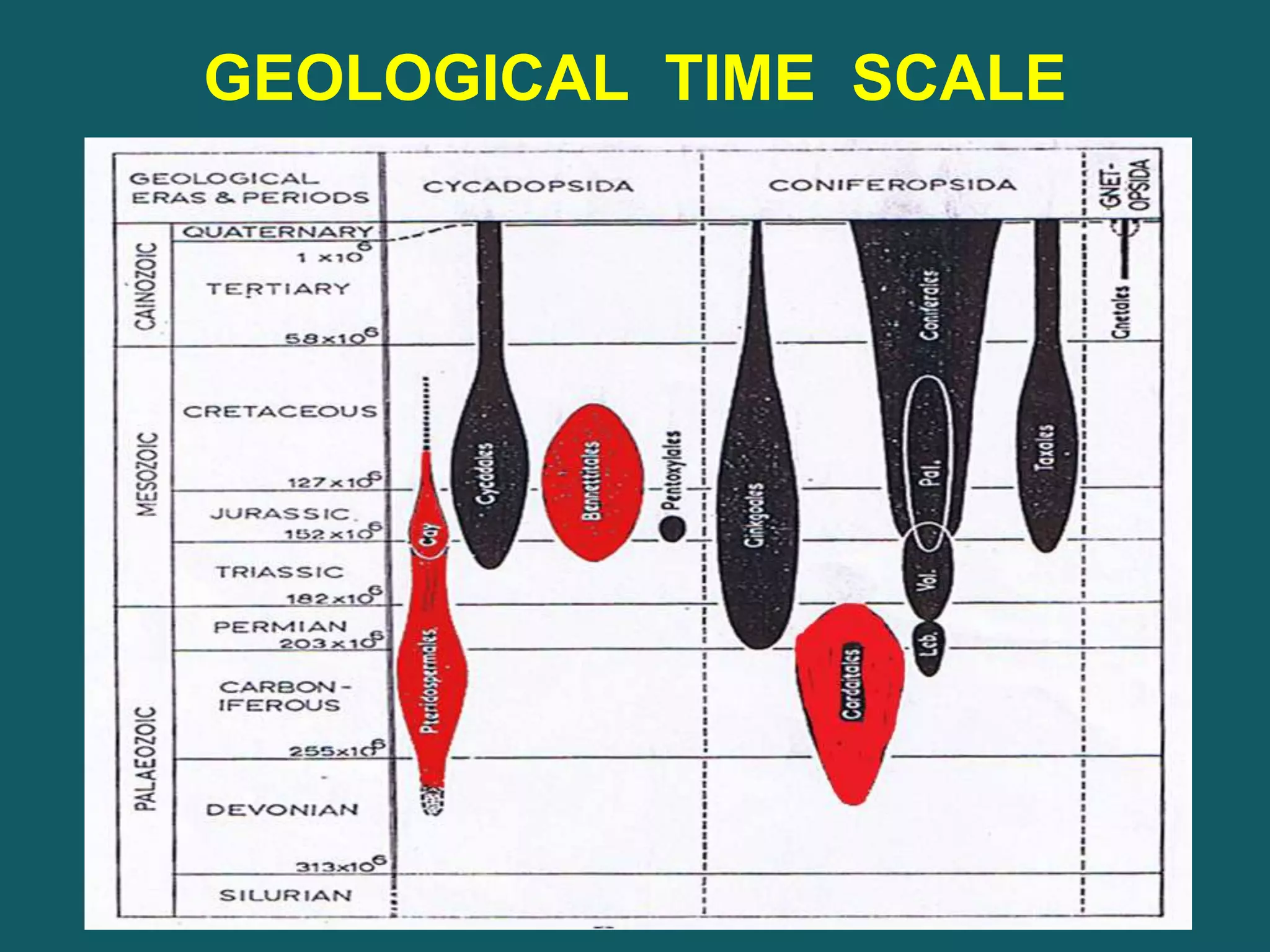 Fossil gymnosperms | PPTX